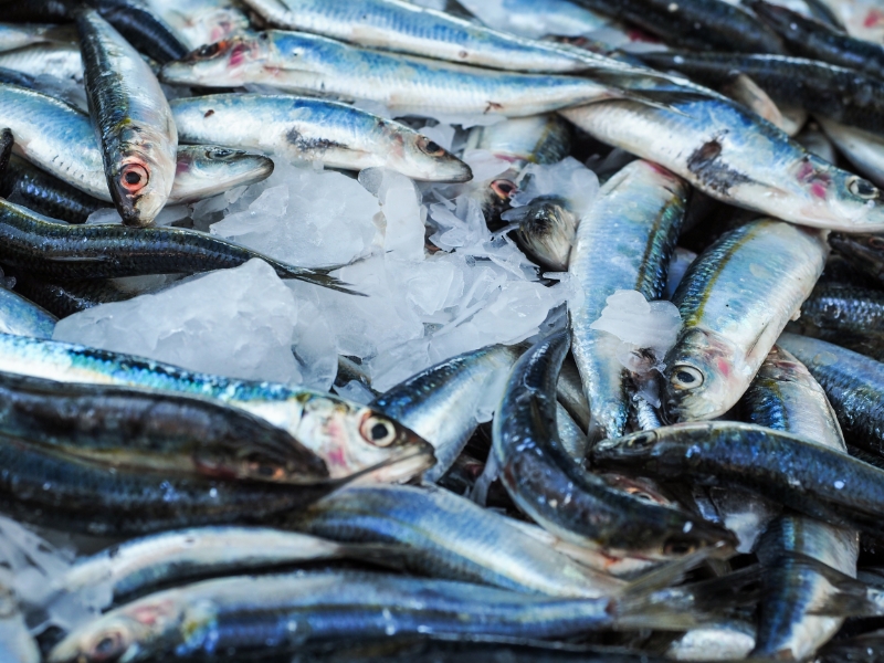 Fish And Seafood Processing | Cbfi